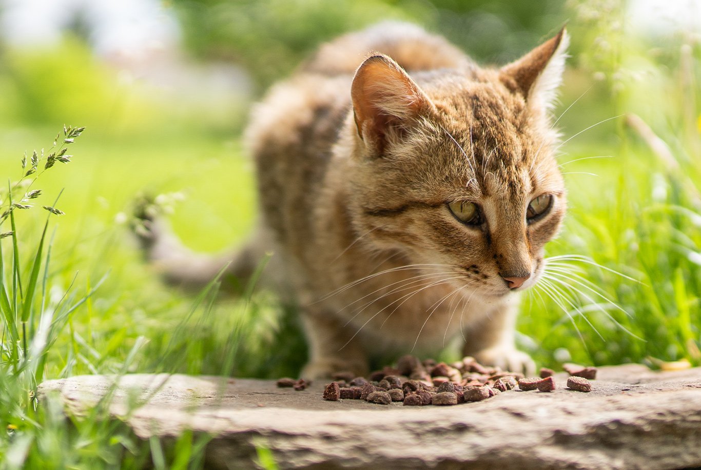 Kattmalt, 100 g | Paste de Malte para a expulsão natural das bolas de ...